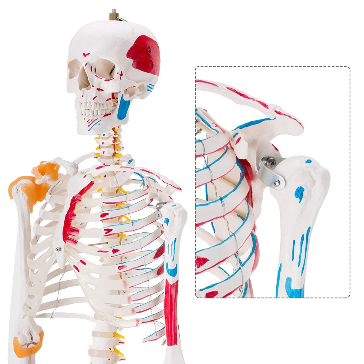 180 cm Skeleton with Muscles & Ligaments – Myaskro